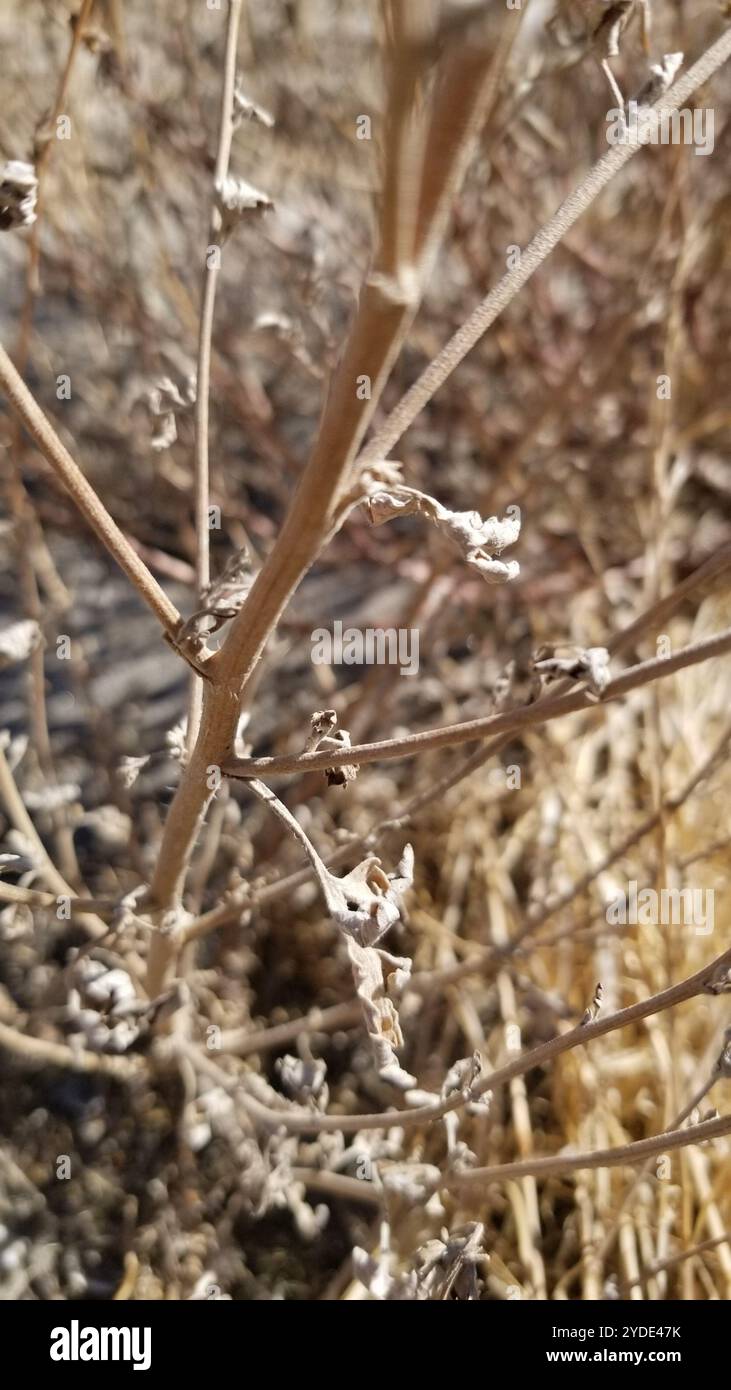 Flatspine Bursage (Ambrosia acanthicarpa Stock Photo - Alamy