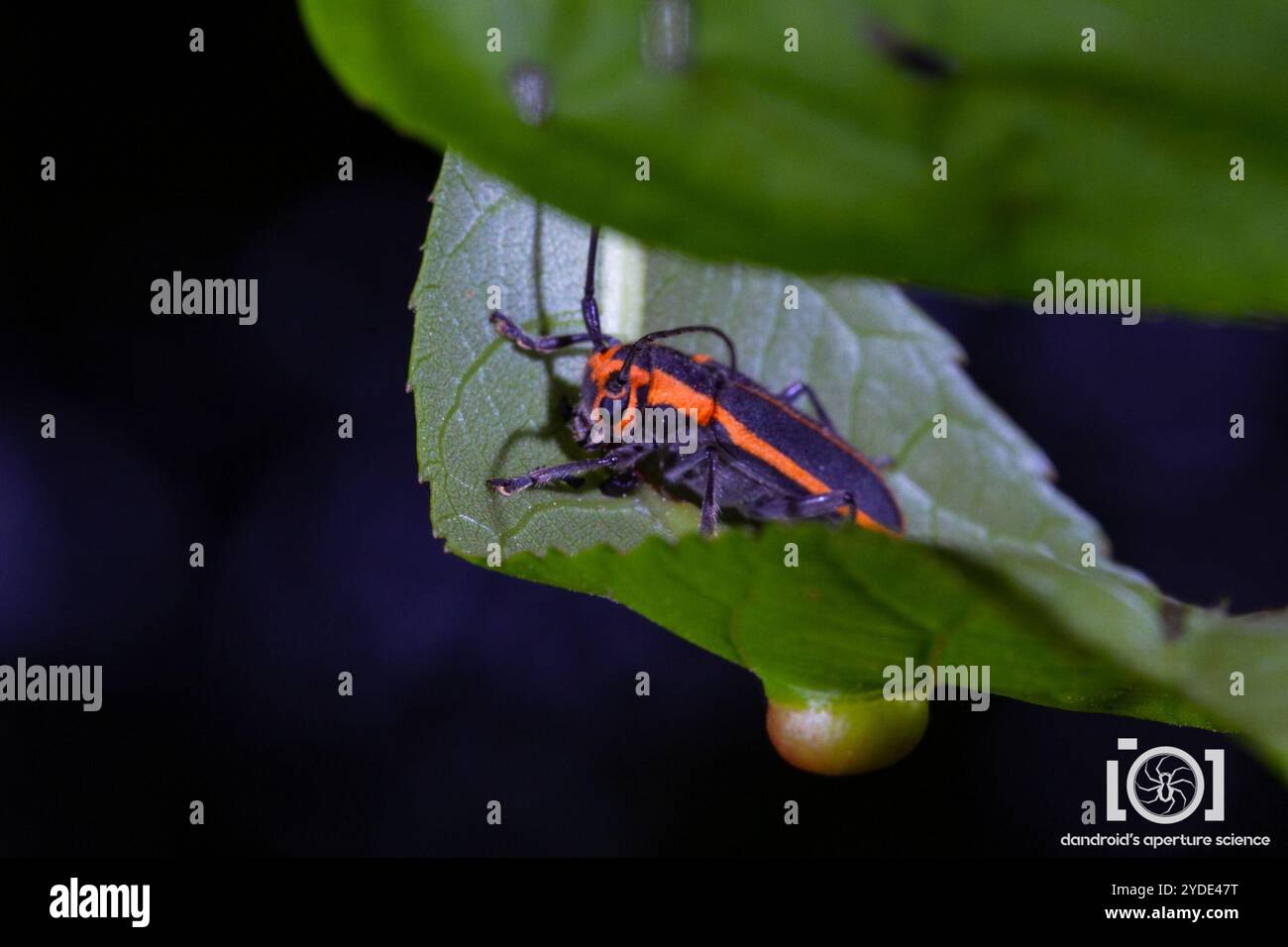 Red-edged Saperda (Saperda lateralis Stock Photo - Alamy