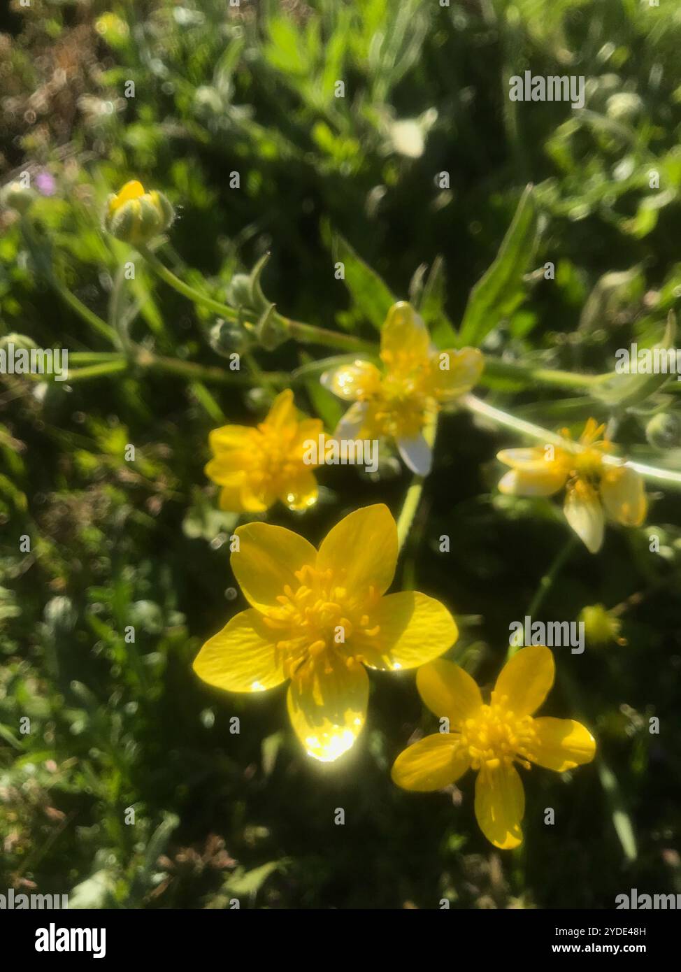 Western Buttercup (Ranunculus occidentalis Stock Photo - Alamy
