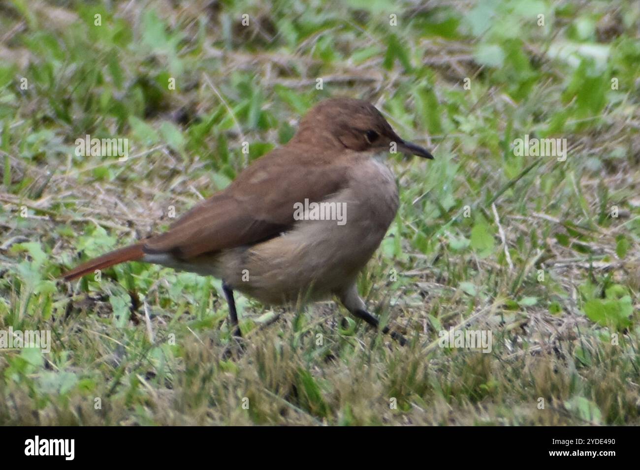 Rufous Hornero (Furnarius rufus Stock Photo - Alamy