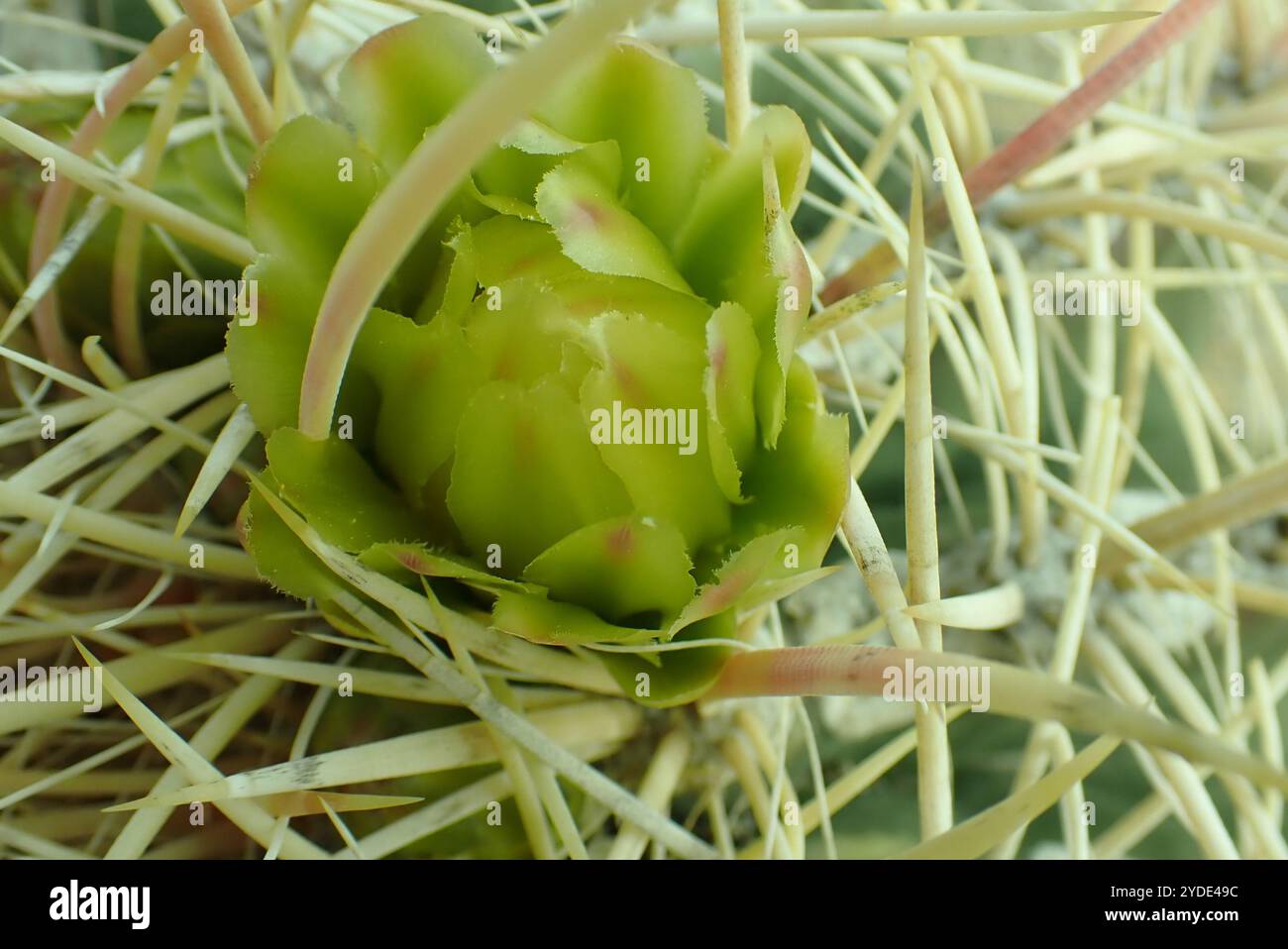 California Barrel Cactus (Ferocactus cylindraceus Stock Photo - Alamy