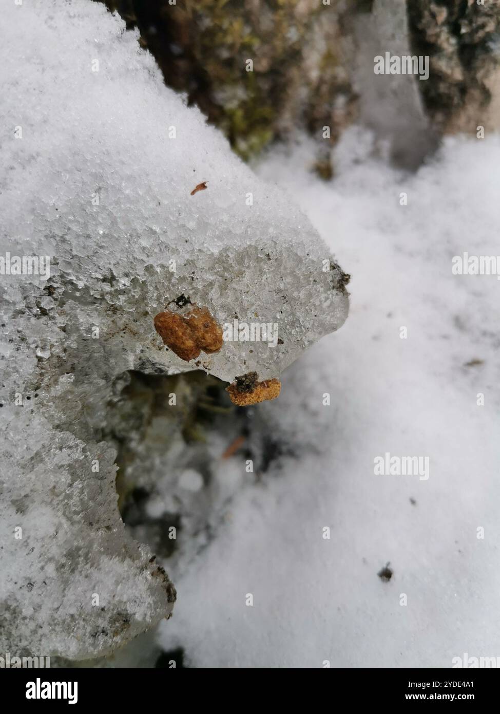 Siberian Flying Squirrel (Pteromys volans Stock Photo - Alamy