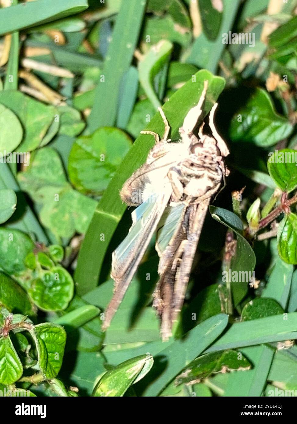 Armyworm Moths (Spodoptera Stock Photo - Alamy