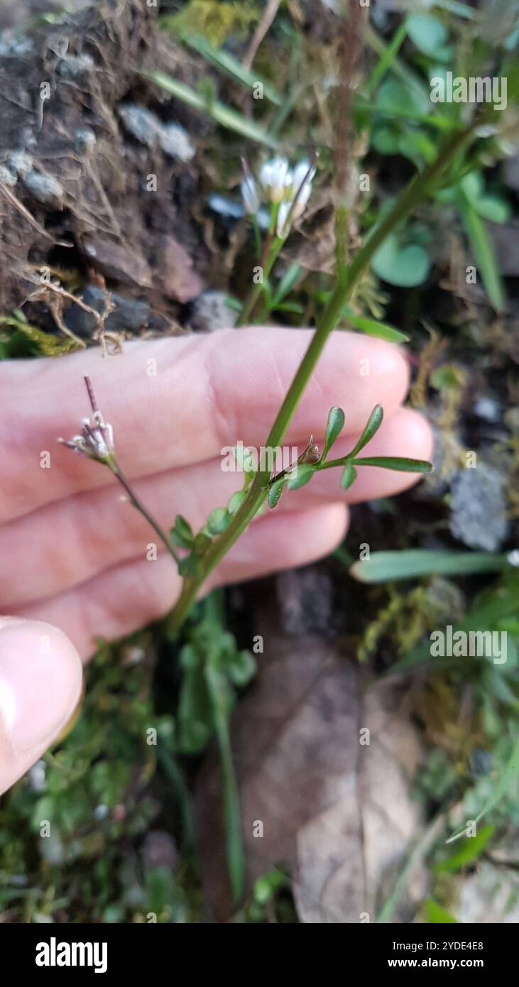 hairy bittercress (Cardamine hirsuta Stock Photo - Alamy