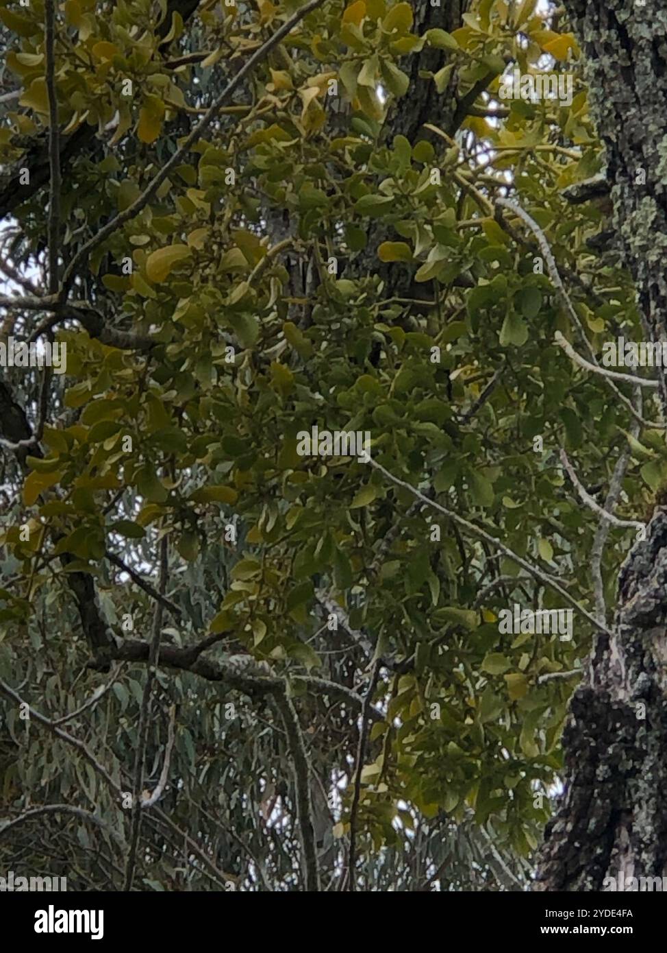oak mistletoe (Phoradendron villosum Stock Photo - Alamy