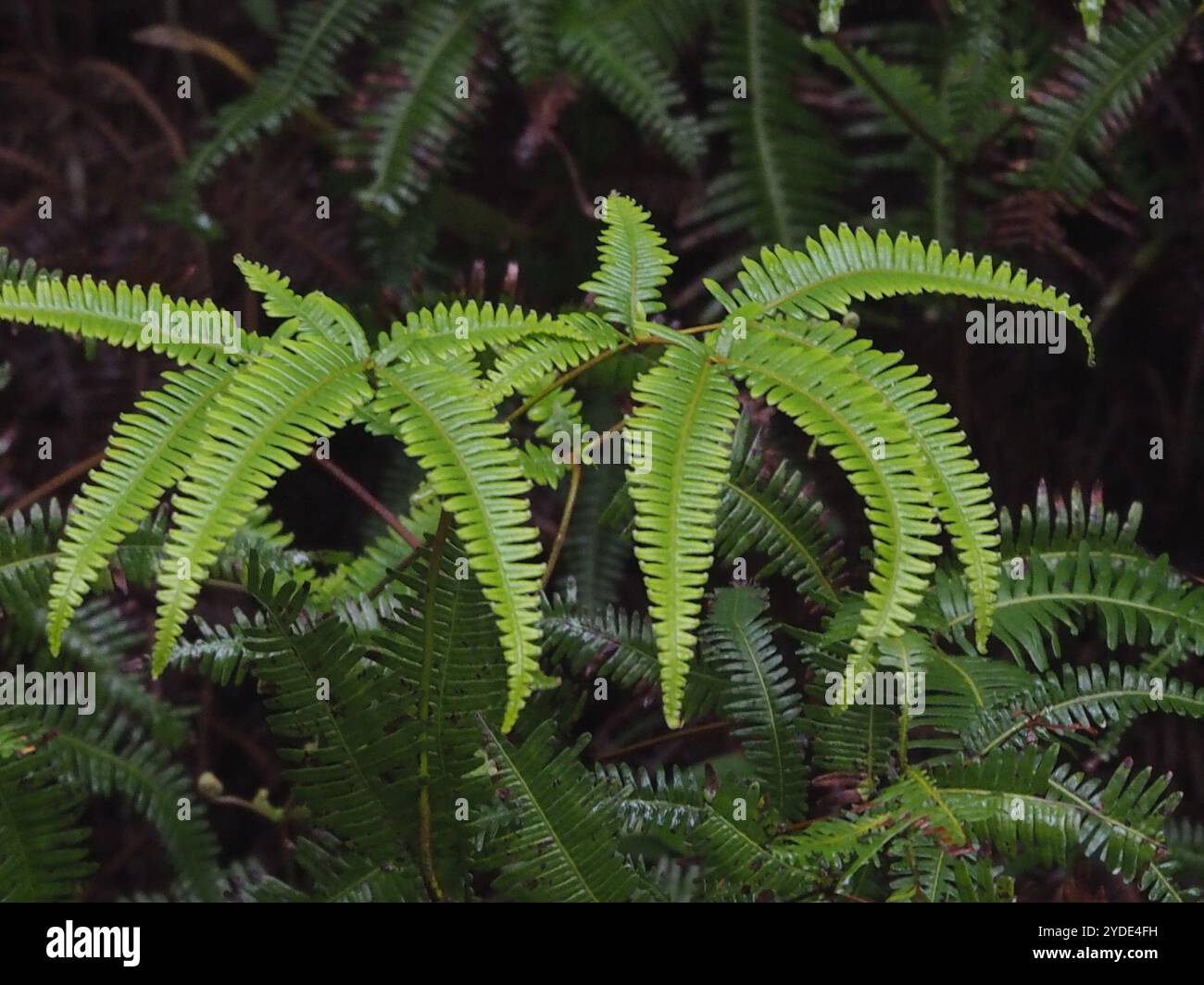 false staghorn fern (Dicranopteris linearis Stock Photo - Alamy