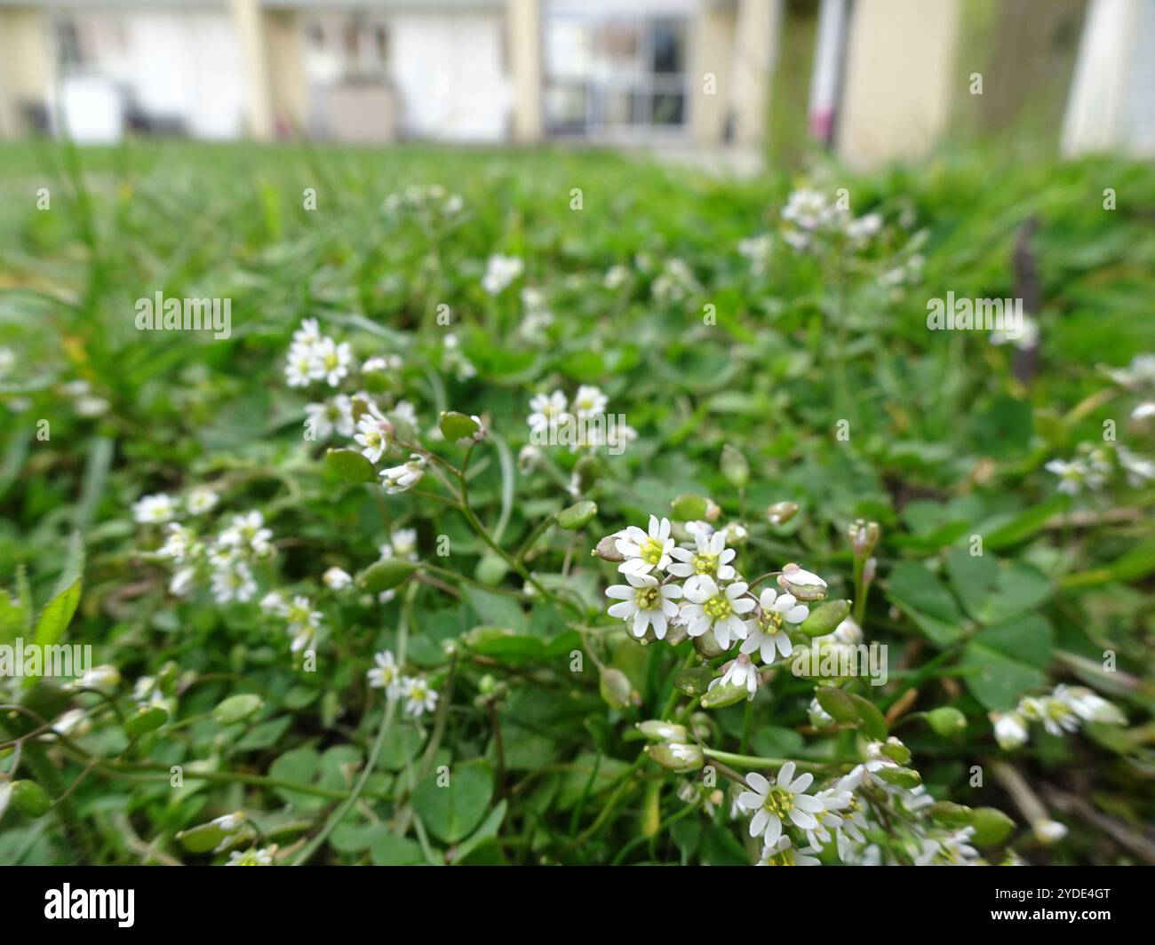 Common Whitlowgrass (Draba verna Stock Photo - Alamy
