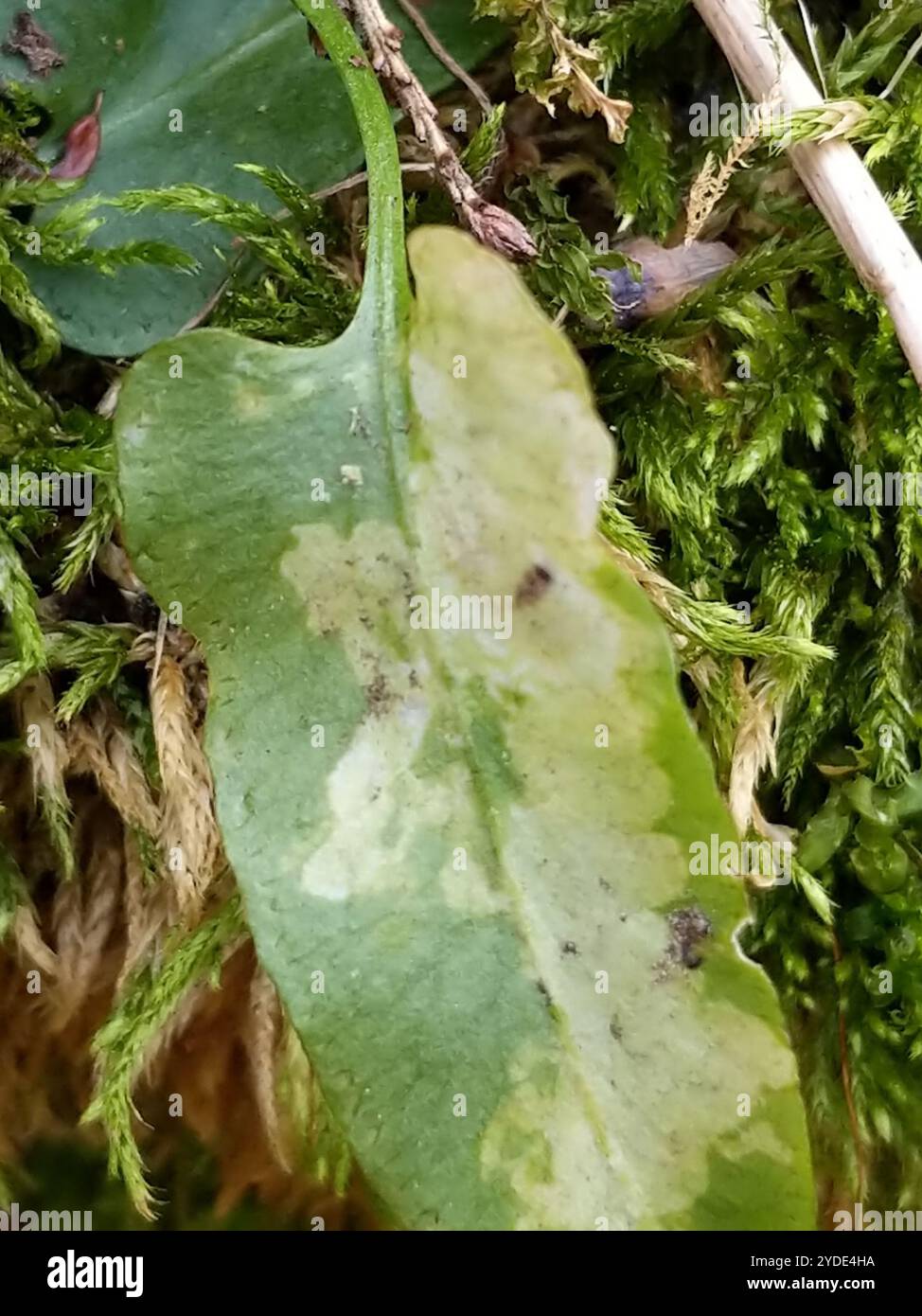 walking fern (Asplenium rhizophyllum Stock Photo - Alamy