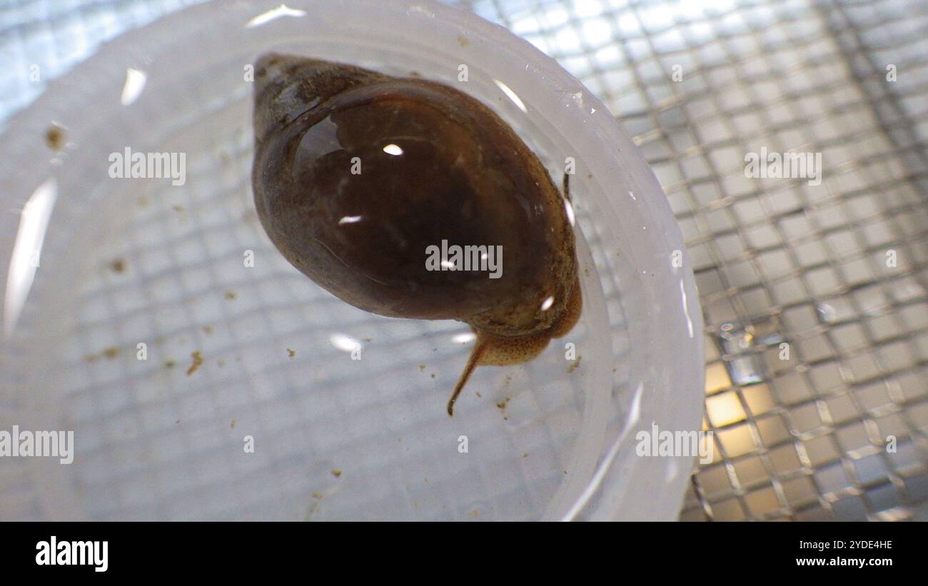Bladder Snails (Physidae Stock Photo - Alamy