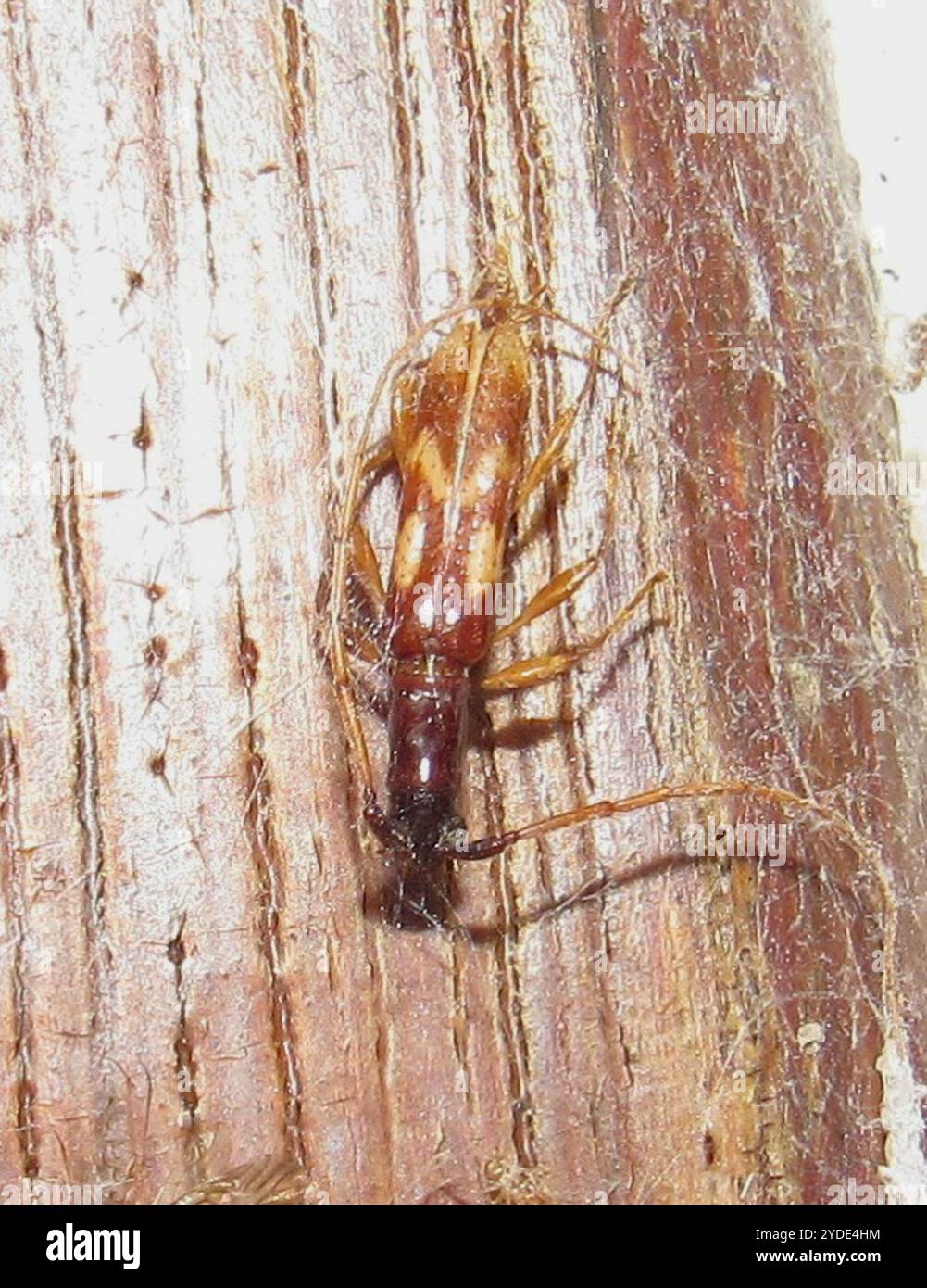 Round-necked Longhorn Beetles (Cerambycinae Stock Photo - Alamy