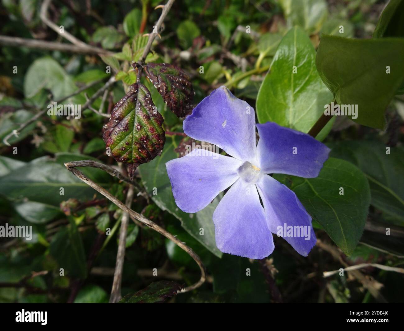 greater periwinkle (Vinca major Stock Photo - Alamy