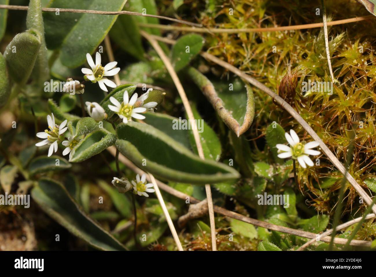 Common mouse-ear chickweed (Cerastium fontanum Stock Photo - Alamy