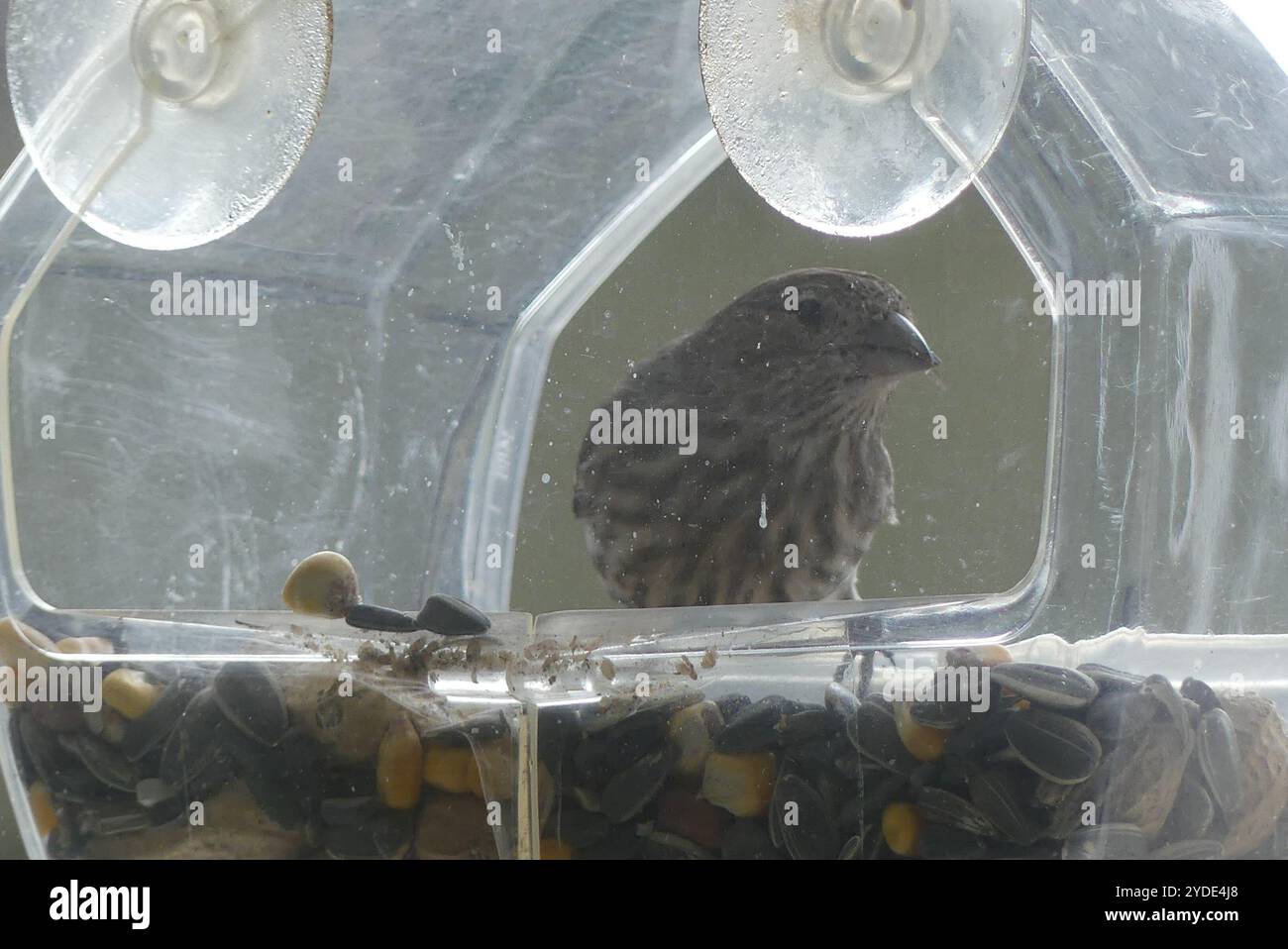 House Finch (Haemorhous mexicanus Stock Photo - Alamy