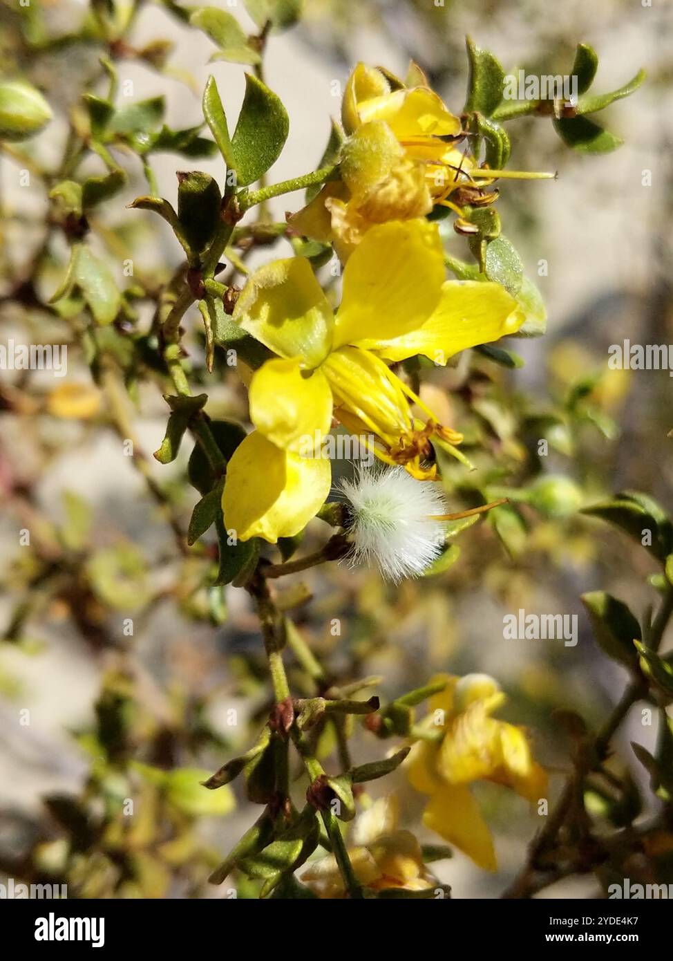 Creosote Bush (Larrea tridentata Stock Photo - Alamy