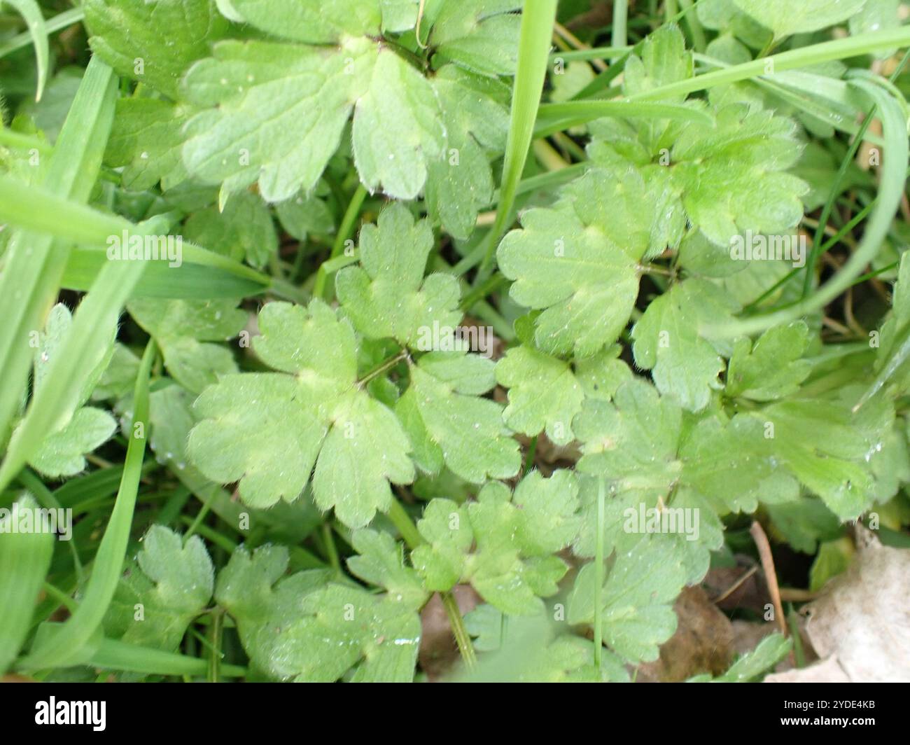 Creeping buttercup (Ranunculus repens Stock Photo - Alamy