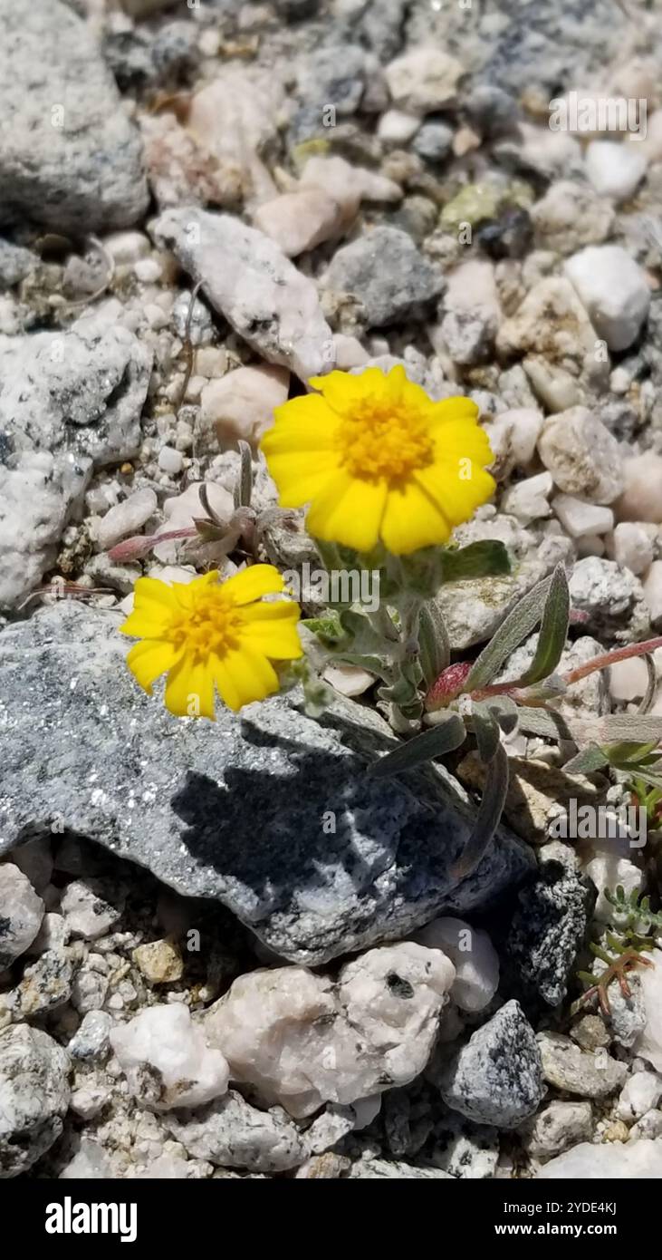 Wallace's woollydaisy (Eriophyllum wallacei Stock Photo - Alamy