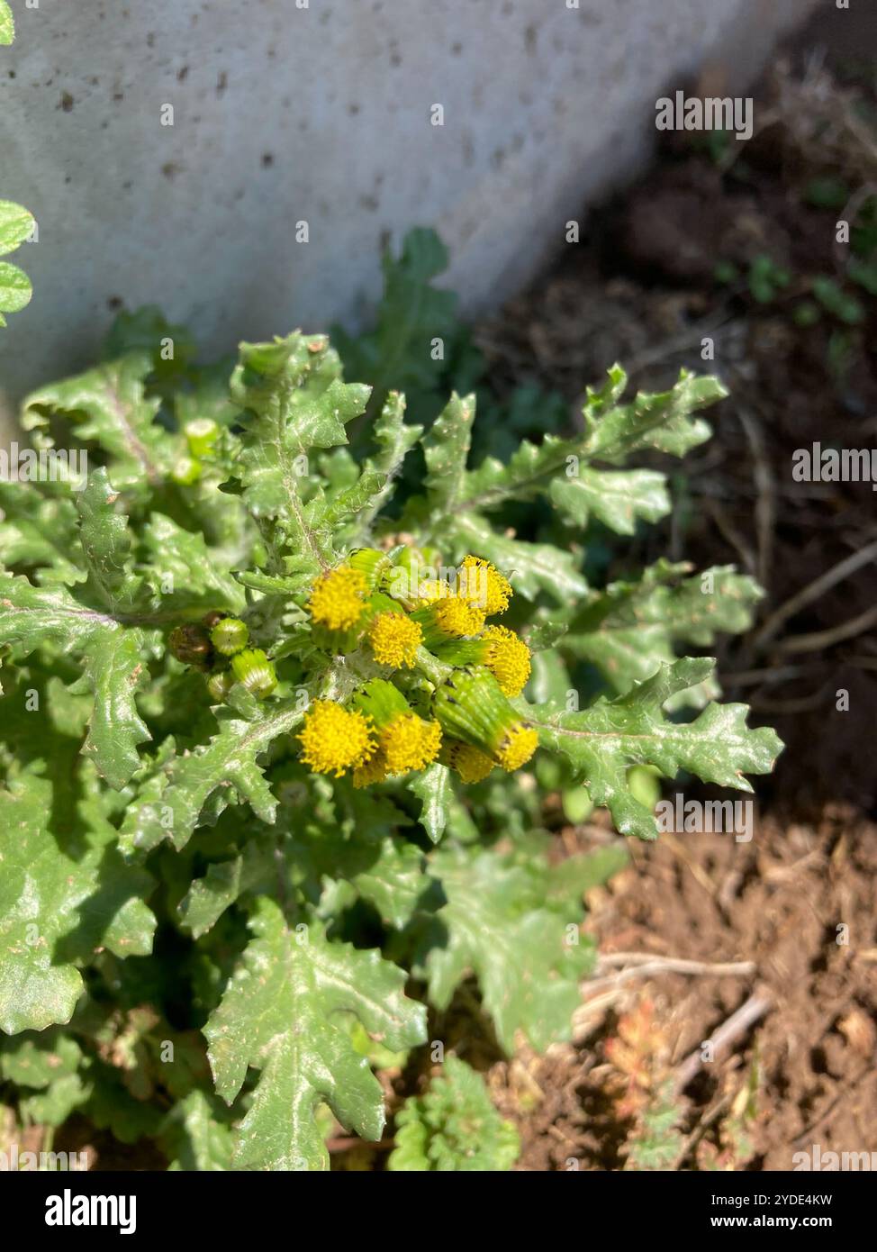 common groundsel (Senecio vulgaris Stock Photo - Alamy