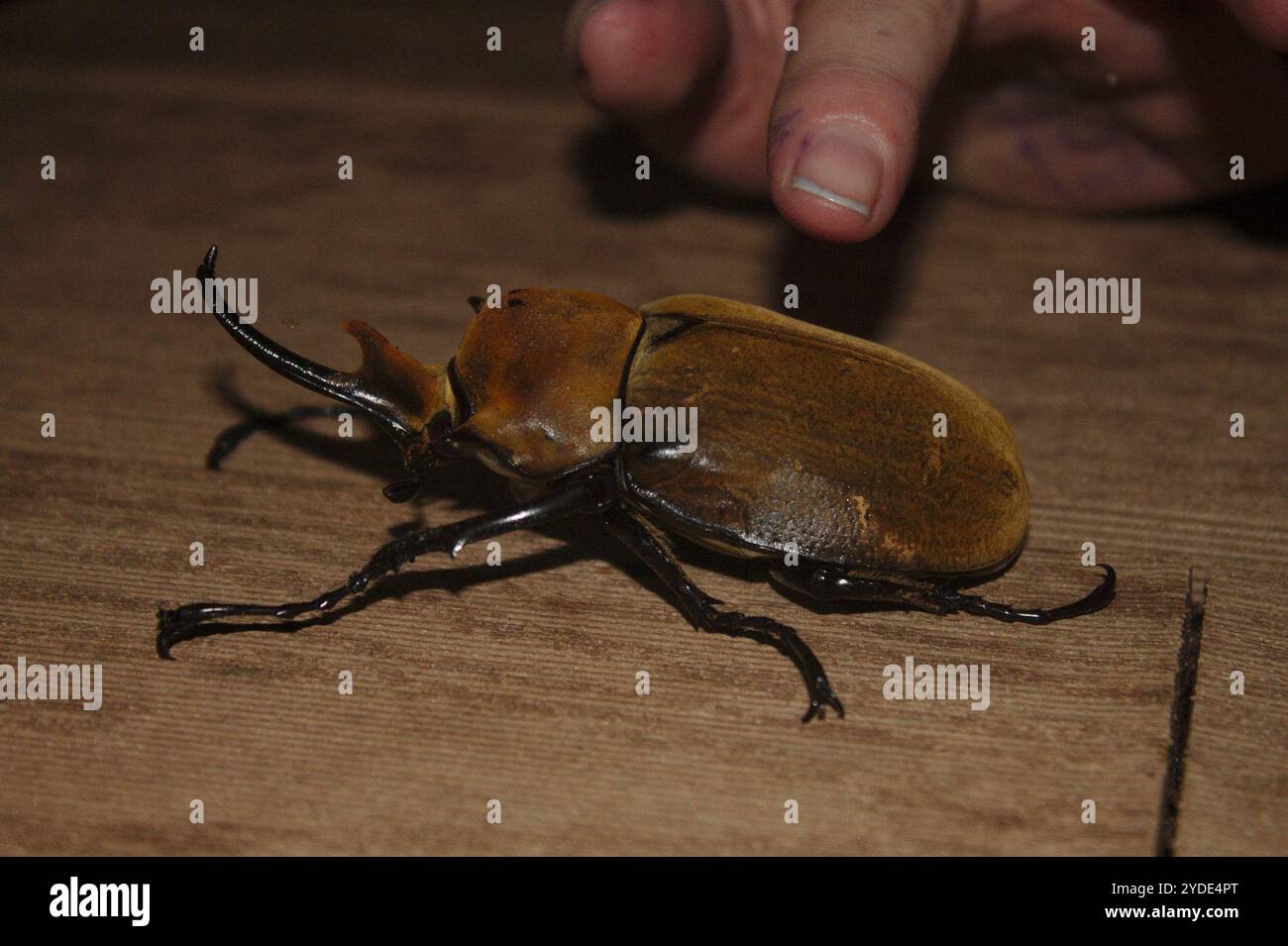 Elephant Beetle (Megasoma elephas Stock Photo - Alamy