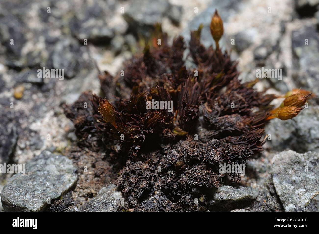 Anomalous Bristle-moss (Orthotrichum anomalum Stock Photo - Alamy