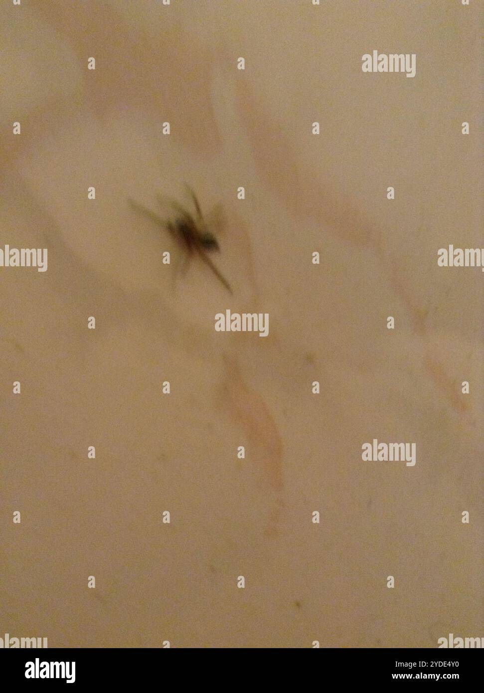 Typical Spiders (Araneomorphae Stock Photo - Alamy