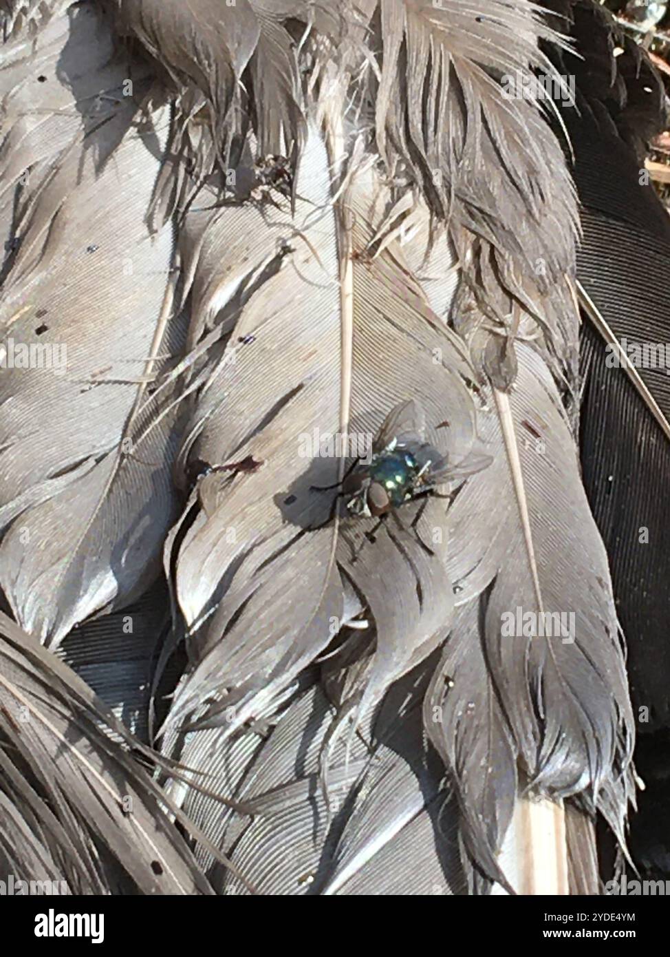 Black Blow Fly (Phormia regina Stock Photo - Alamy