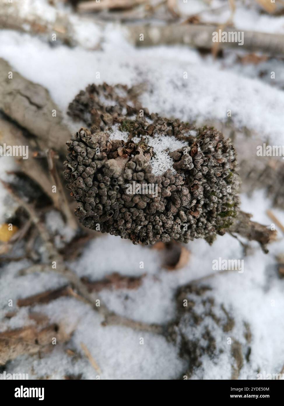 Alder Root Gall Bacteria (Frankia alni Stock Photo - Alamy