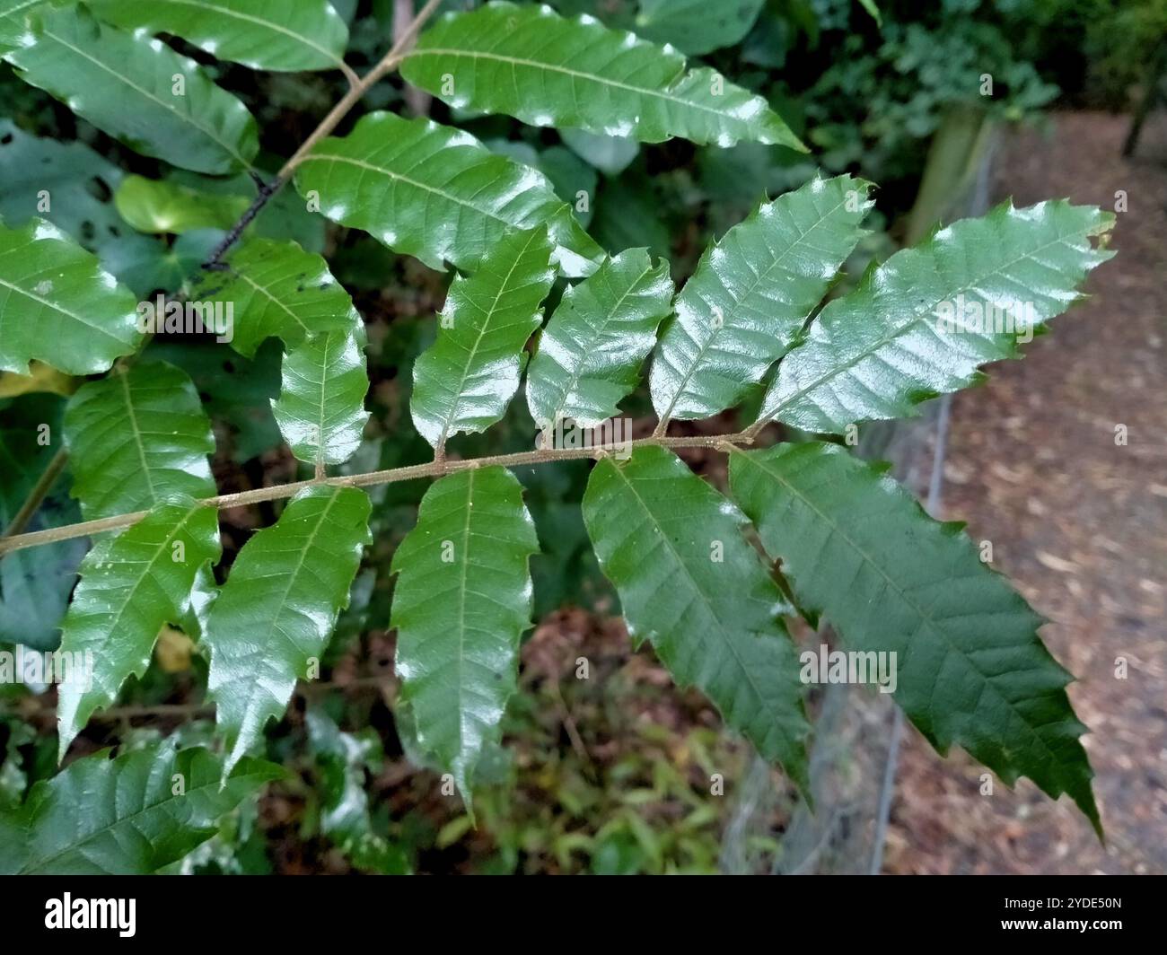 Tītoki (Alectryon excelsus Stock Photo - Alamy