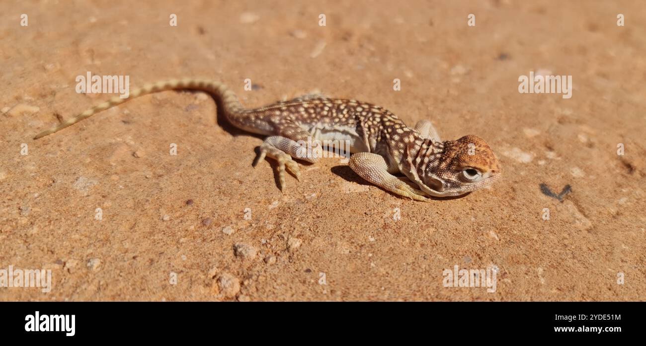 Central Netted Dragon (Ctenophorus nuchalis Stock Photo - Alamy