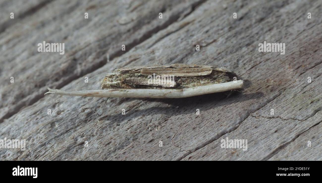 Common Bagworm Moth (Psyche casta Stock Photo - Alamy