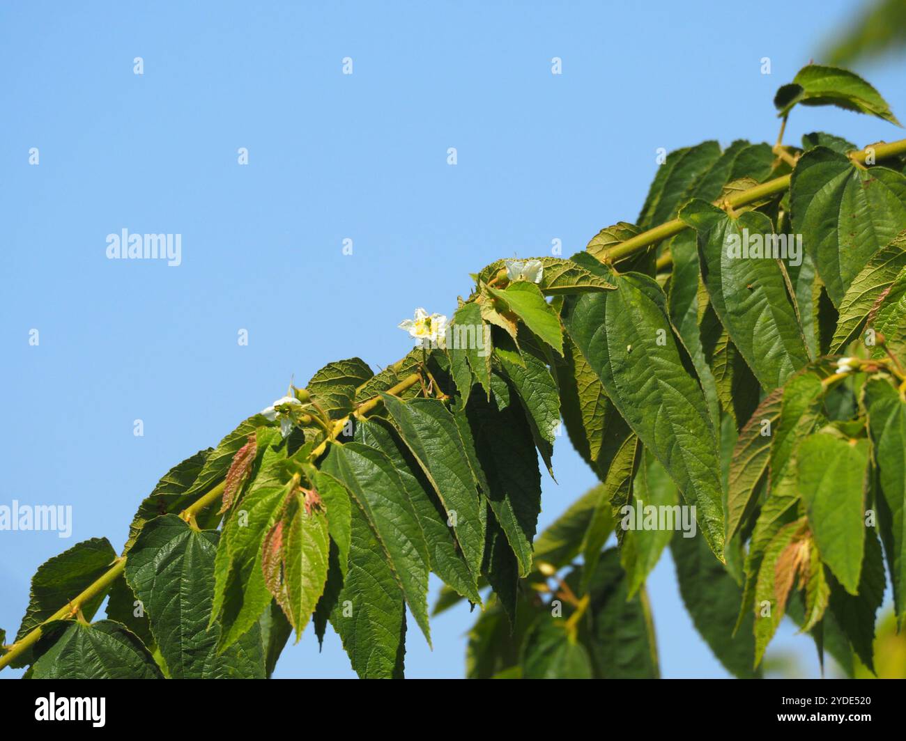 calabur tree (Muntingia calabura Stock Photo - Alamy