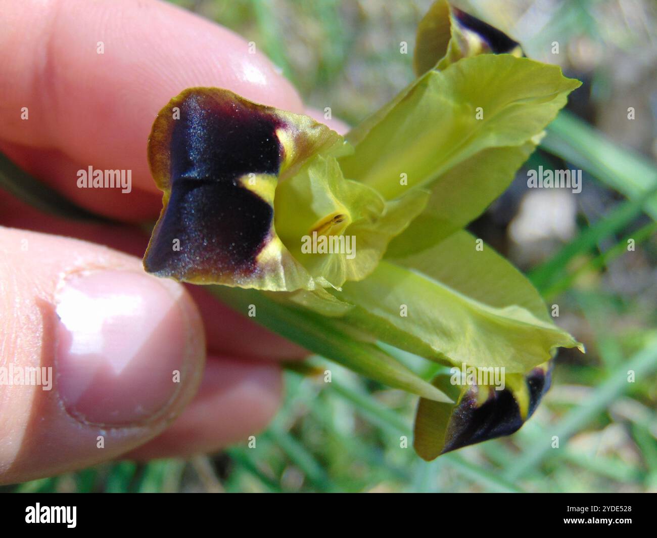 Snake's-head Iris (Iris tuberosa Stock Photo - Alamy