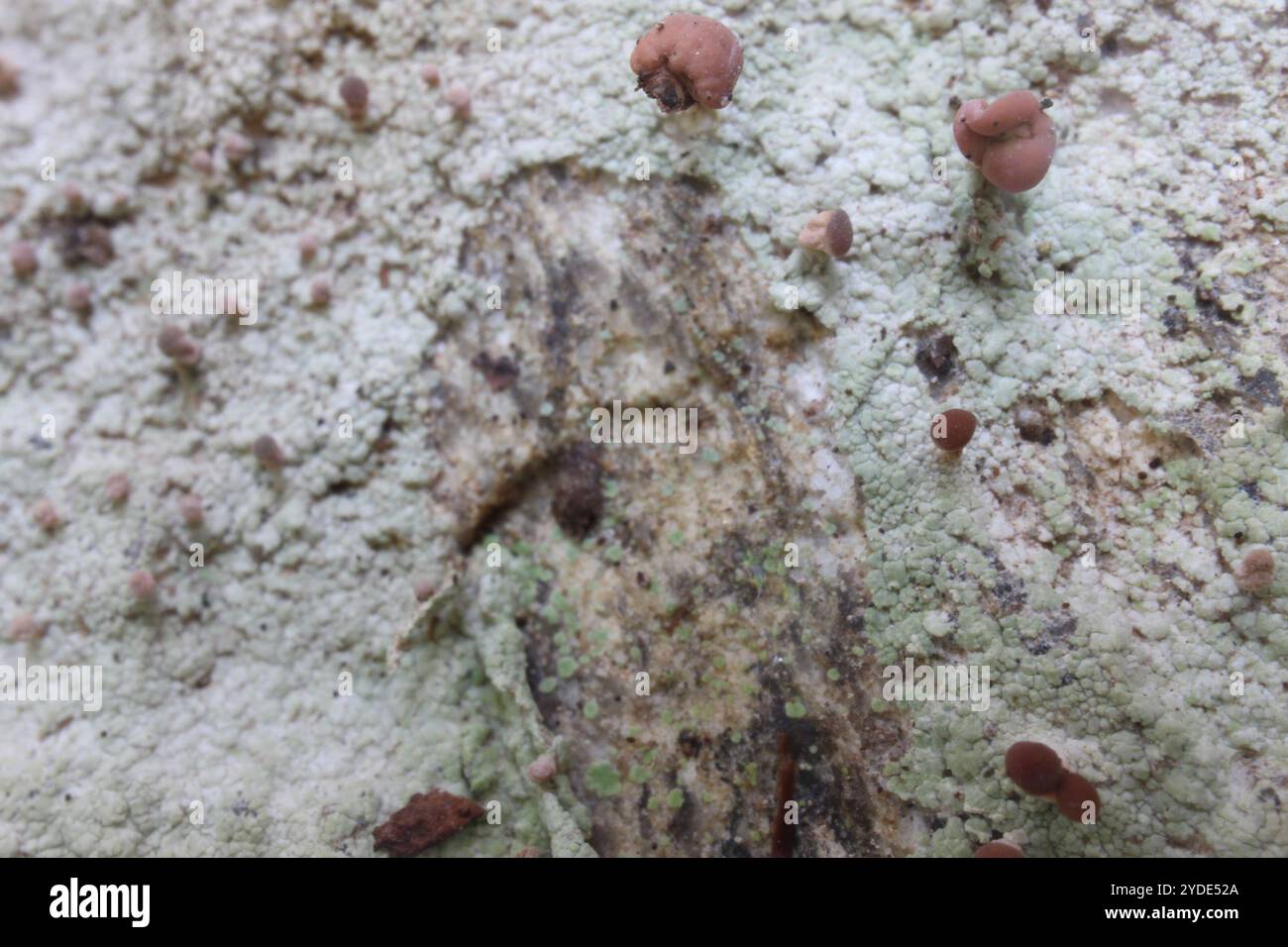 wart lichens, script lichens, and allies (Ostropomycetidae Stock Photo ...