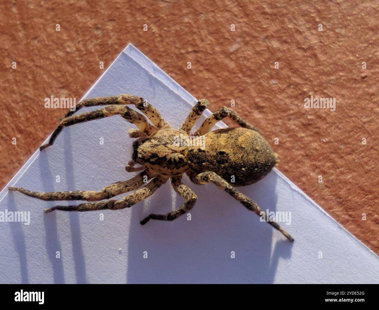 Mediterranean Spiny False Wolf Spider (Zoropsis spinimana Stock Photo ...