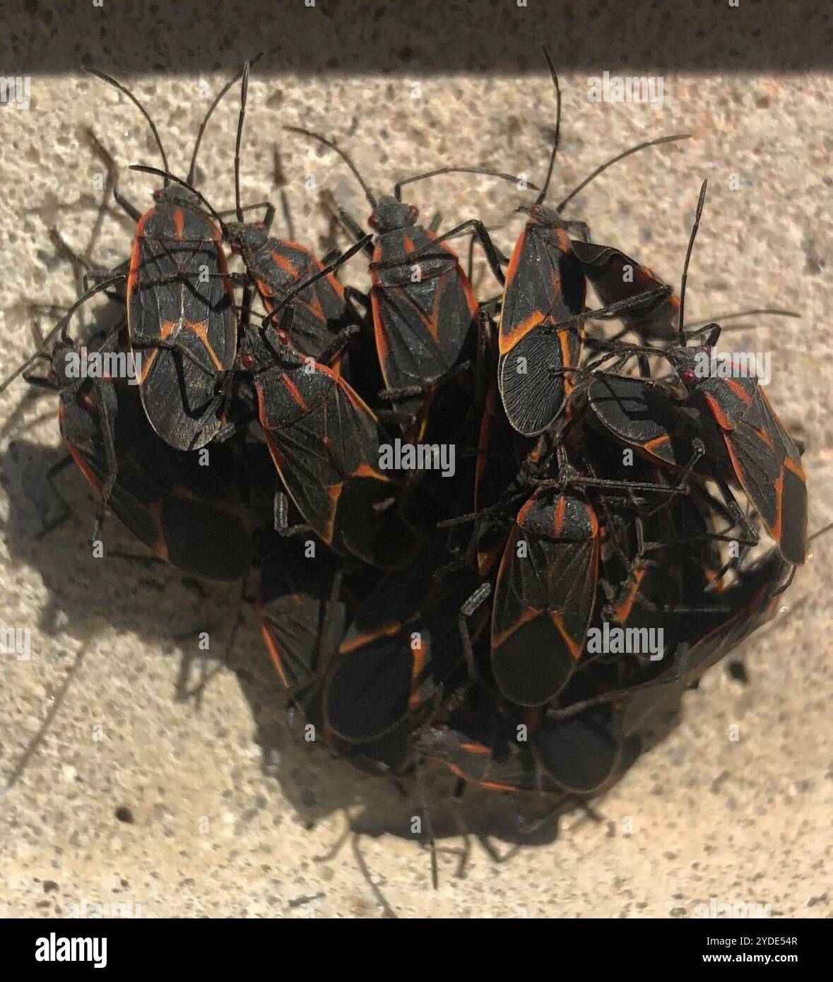 Eastern Boxelder Bug (Boisea trivittata Stock Photo - Alamy