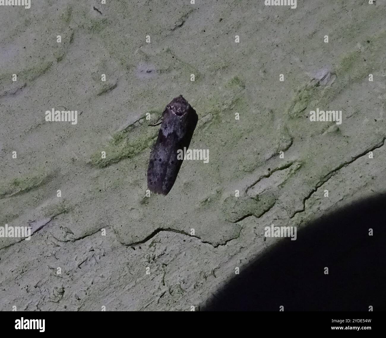 Acorn Moth (Blastobasis glandulella Stock Photo - Alamy