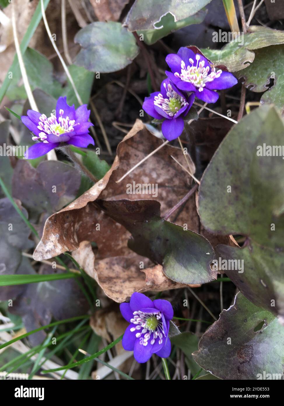 Liverleaf (Hepatica nobilis Stock Photo - Alamy
