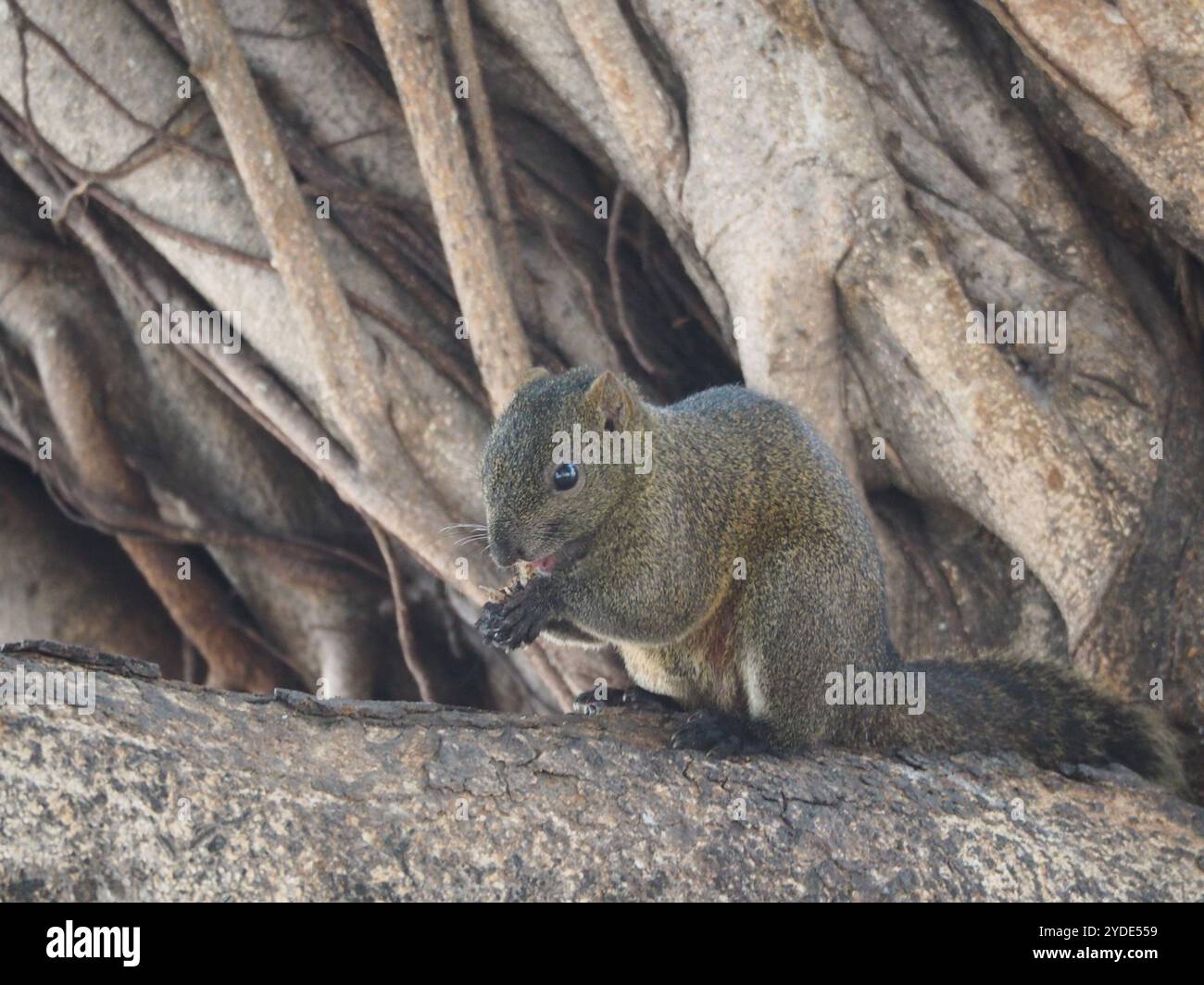 Taiwan Squirrel (Callosciurus erythraeus thaiwanensis Stock Photo - Alamy