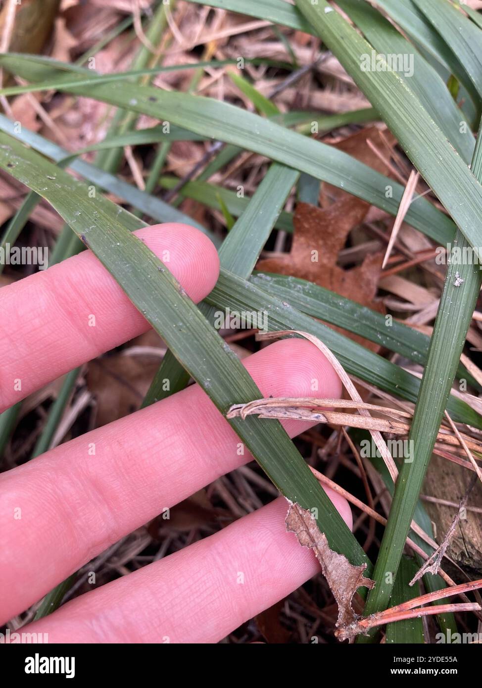 White-grained Mountain-ricegrass (Oryzopsis asperifolia Stock Photo - Alamy