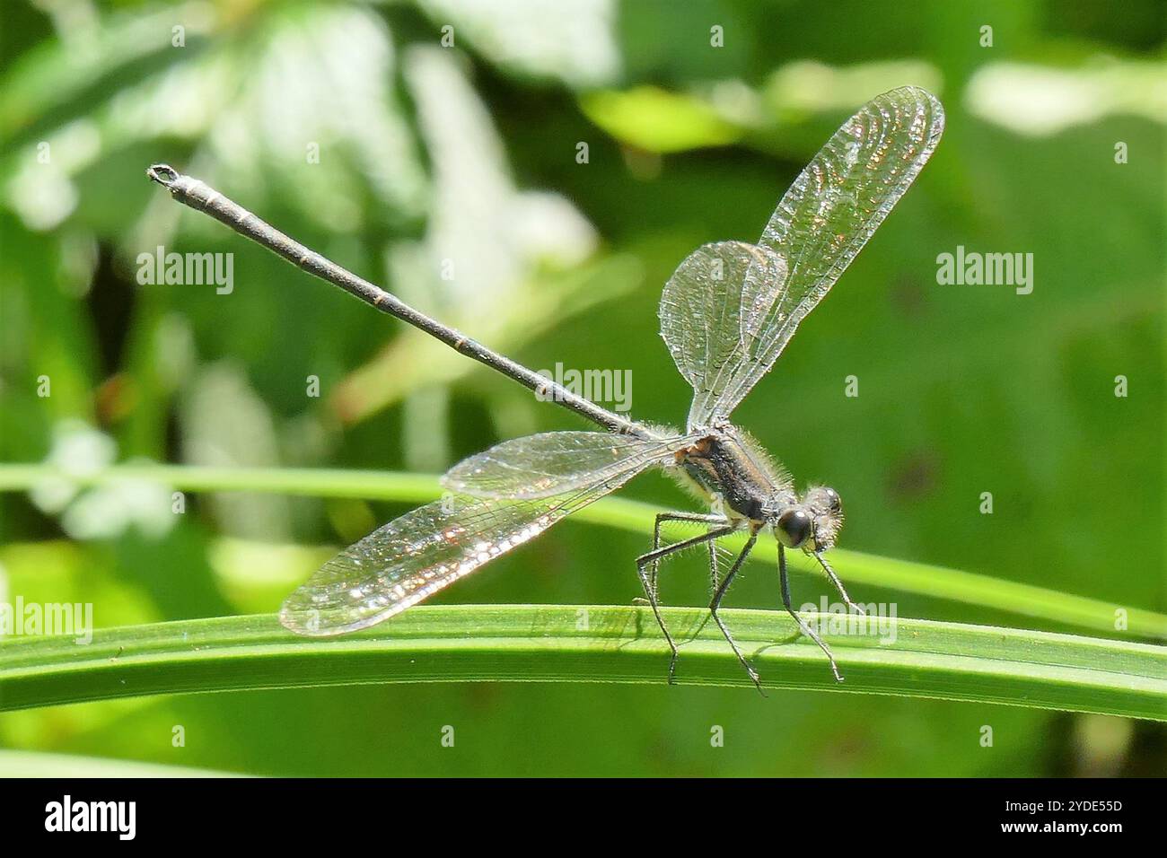 Common Flatwing (Austroargiolestes icteromelas Stock Photo - Alamy