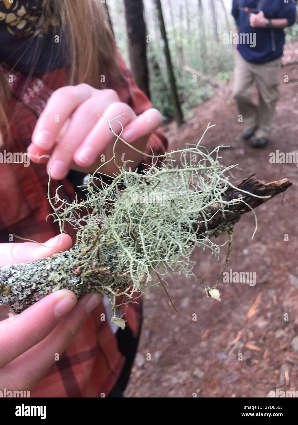 Bristly Beard Lichen (Usnea hirta Stock Photo - Alamy
