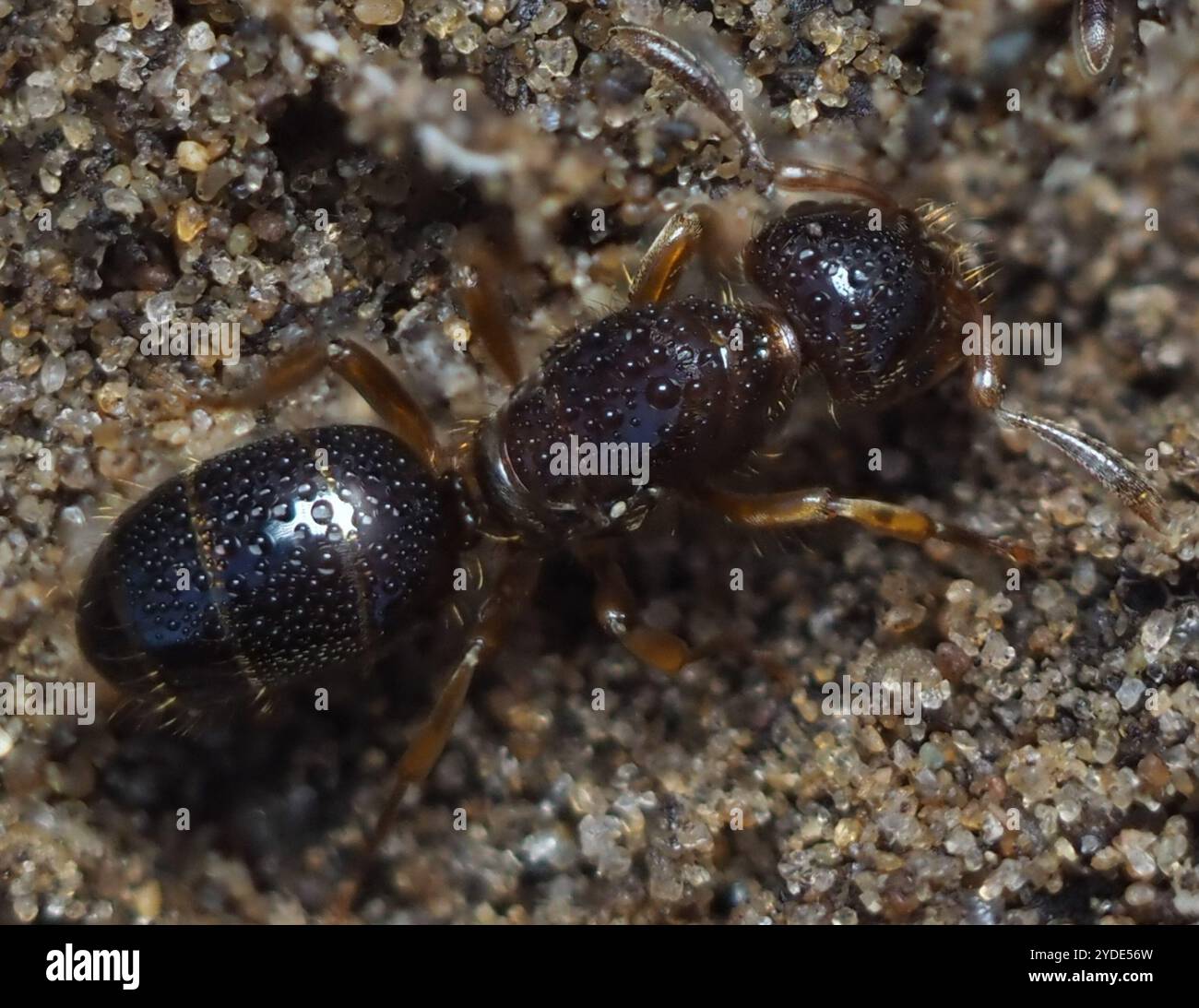 Common Citronella Ant (Lasius claviger Stock Photo - Alamy