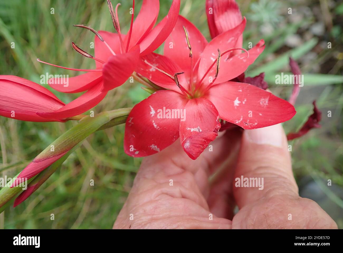 Scarlet river lily hi-res stock photography and images - Alamy