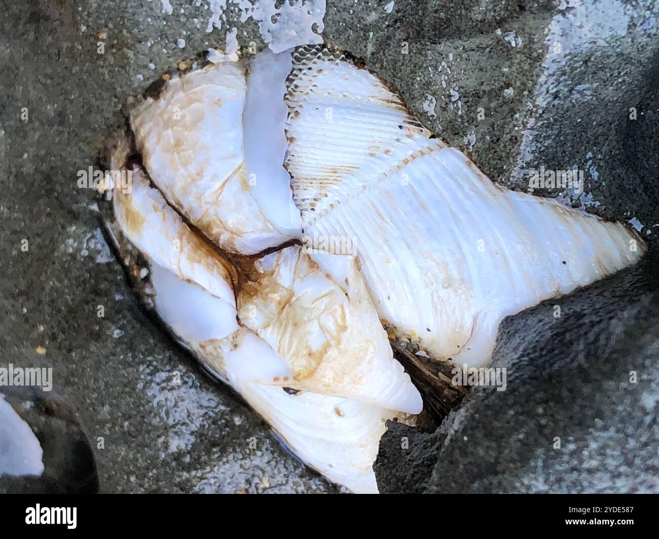 Flat-tip Piddock (Penitella penita Stock Photo - Alamy