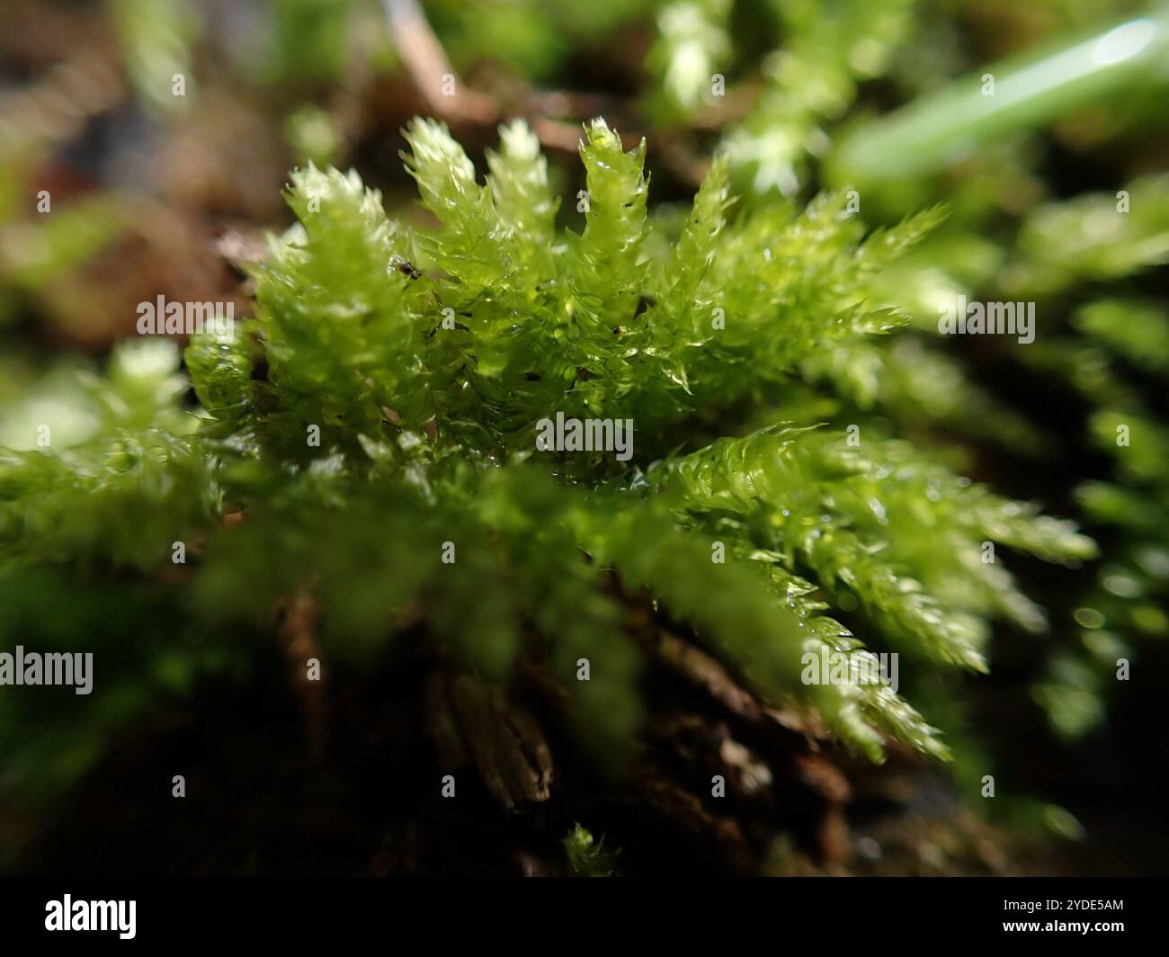 Oregon Beaked Moss (Kindbergia oregana Stock Photo - Alamy