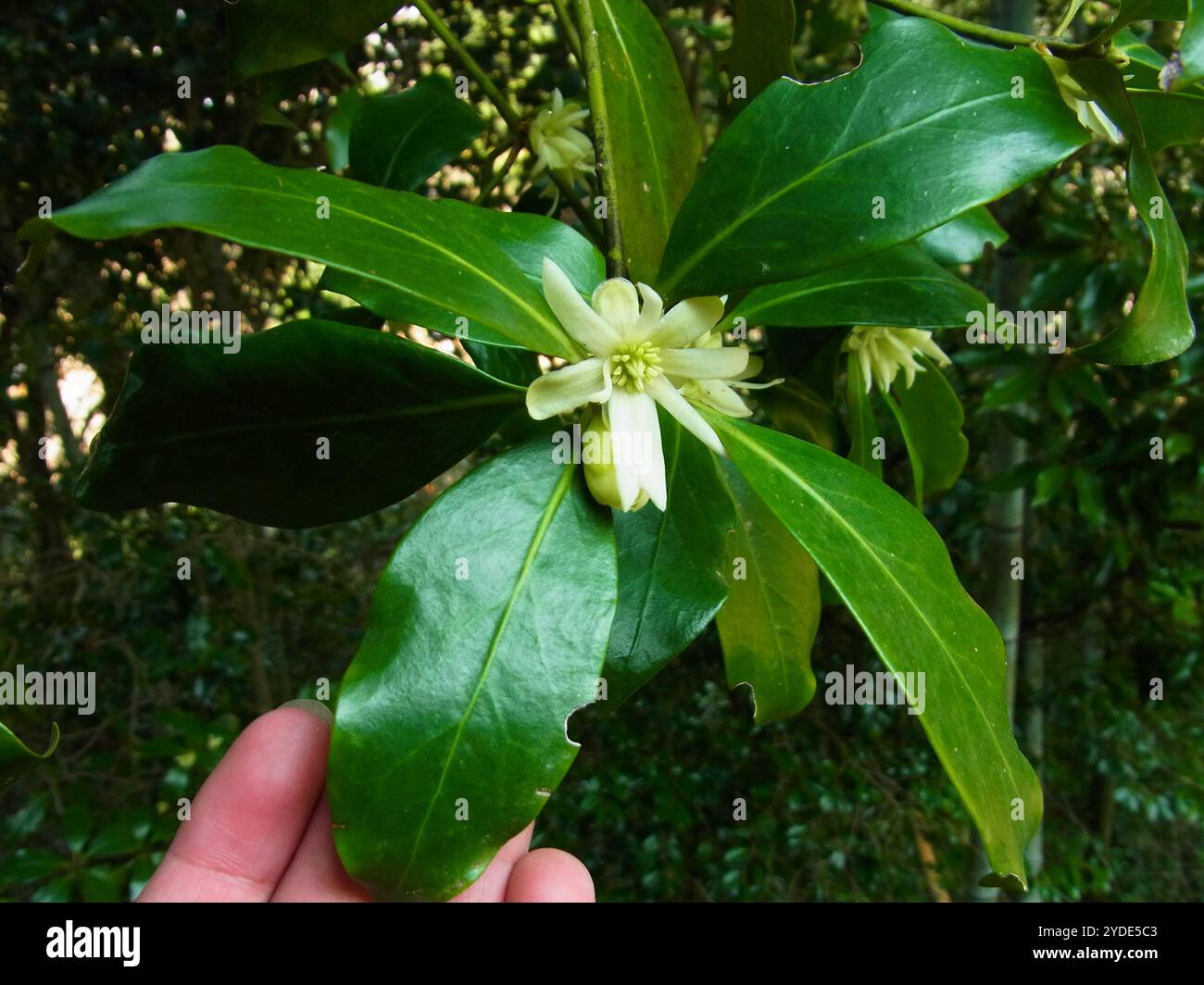 Japanese star anise (Illicium anisatum Stock Photo - Alamy