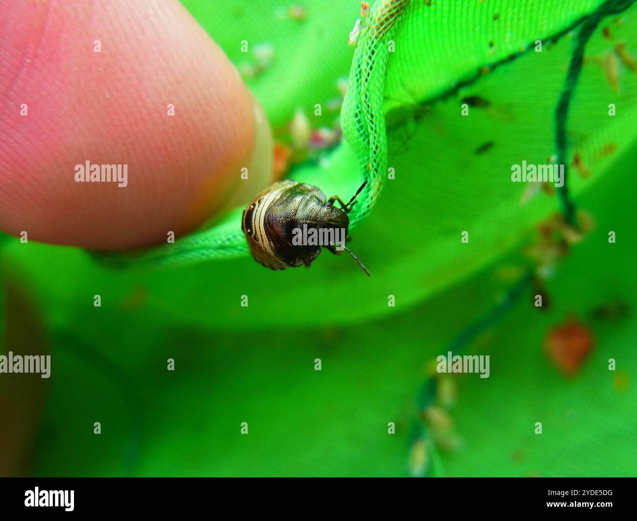 Oriental Stink Bug (Plautia stali Stock Photo - Alamy