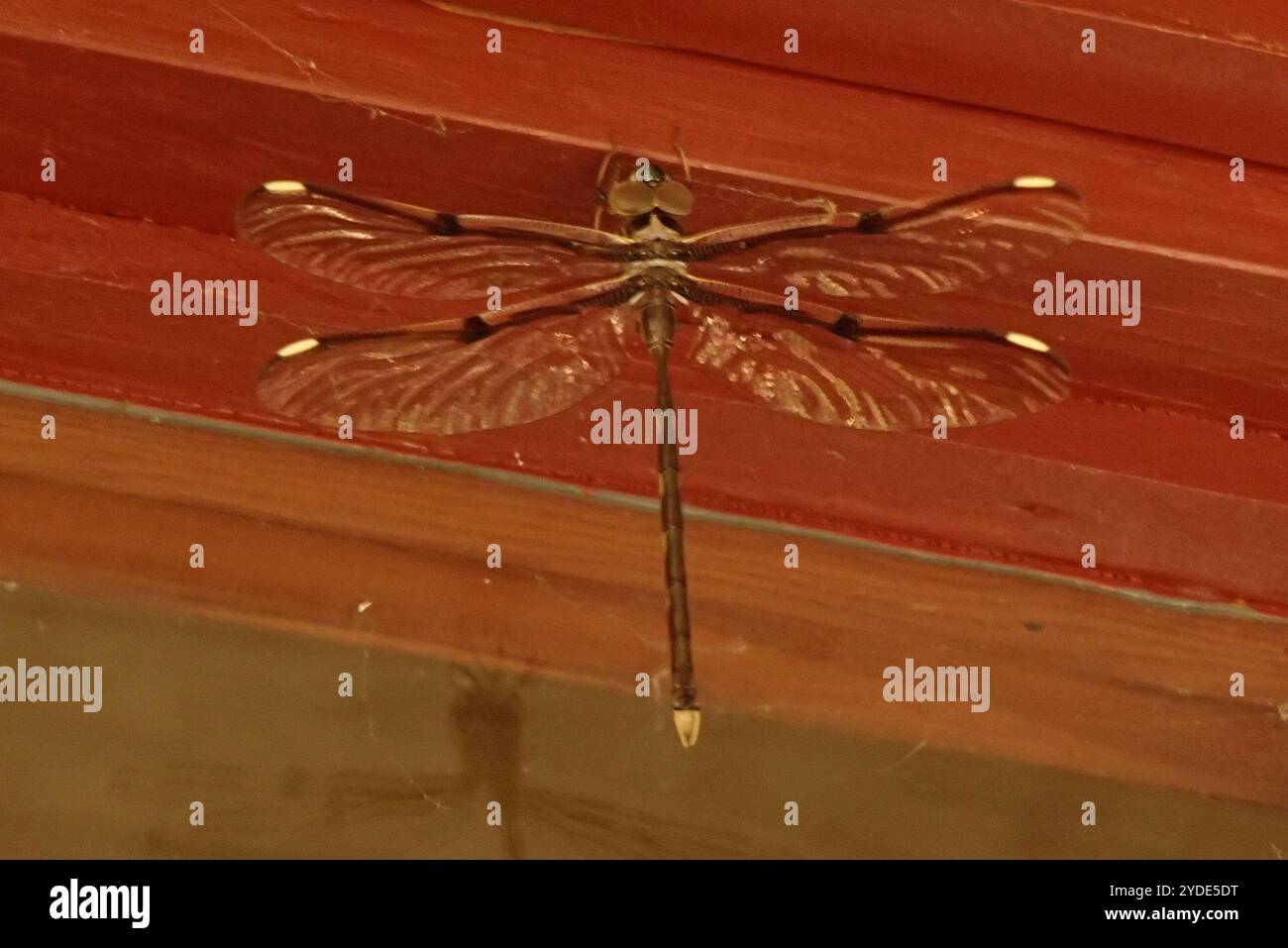 Eastern Evening Darner (Telephlebia godeffroyi Stock Photo - Alamy