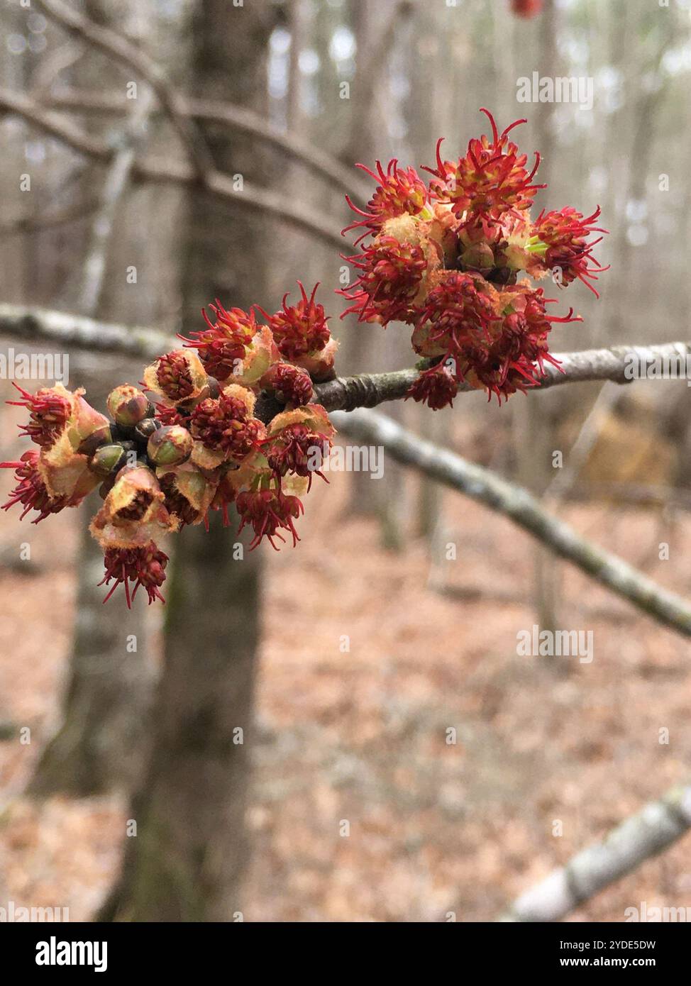 red maple (Acer rubrum Stock Photo - Alamy
