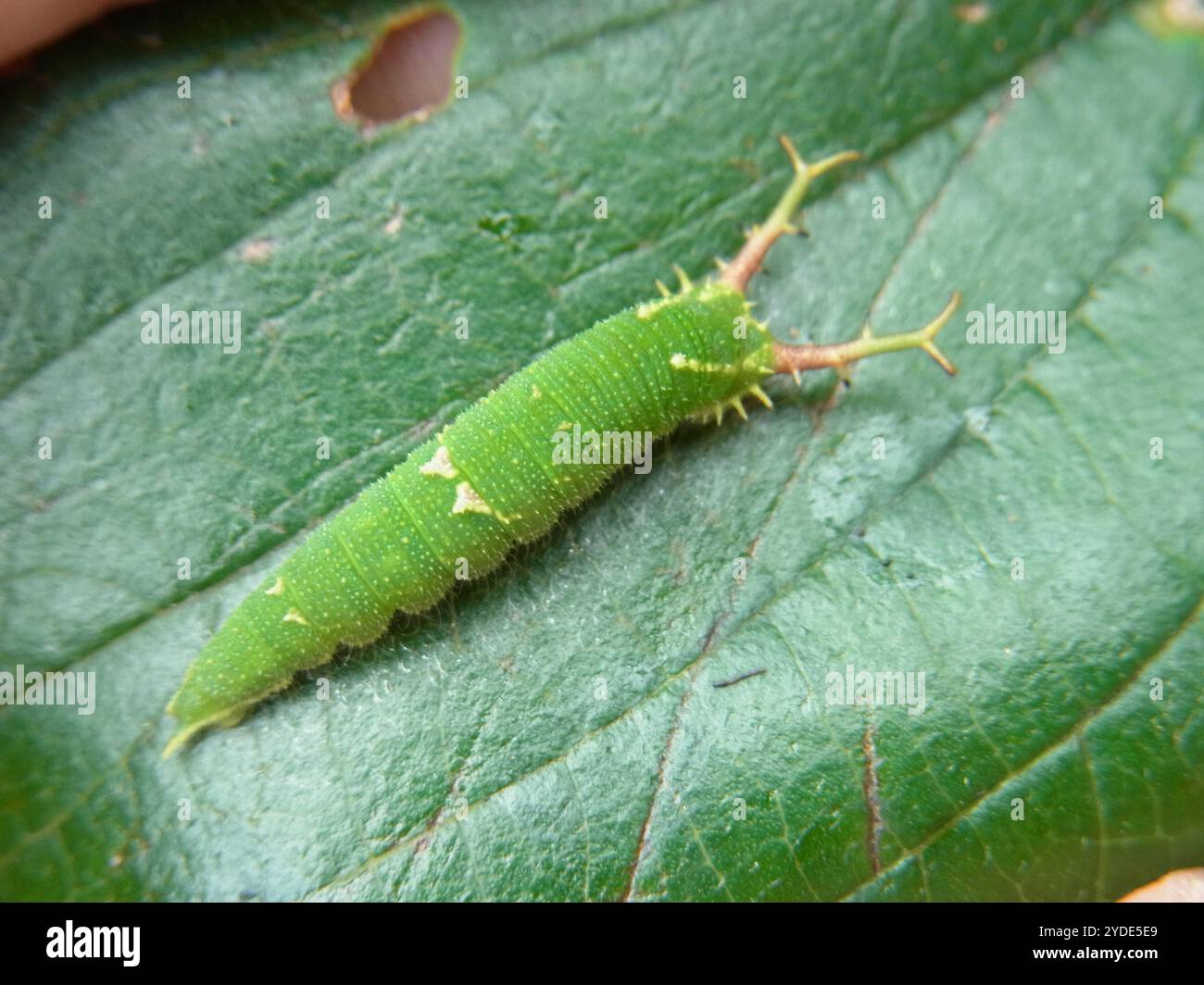 Siren (Hestina persimilis Stock Photo - Alamy