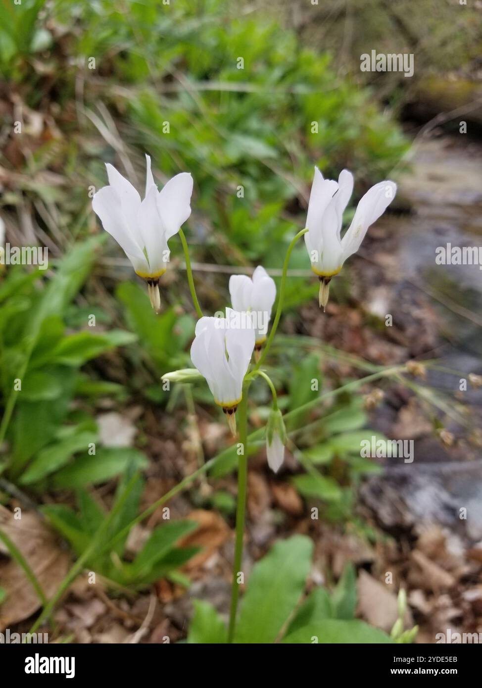 eastern shooting star (Primula meadia Stock Photo - Alamy